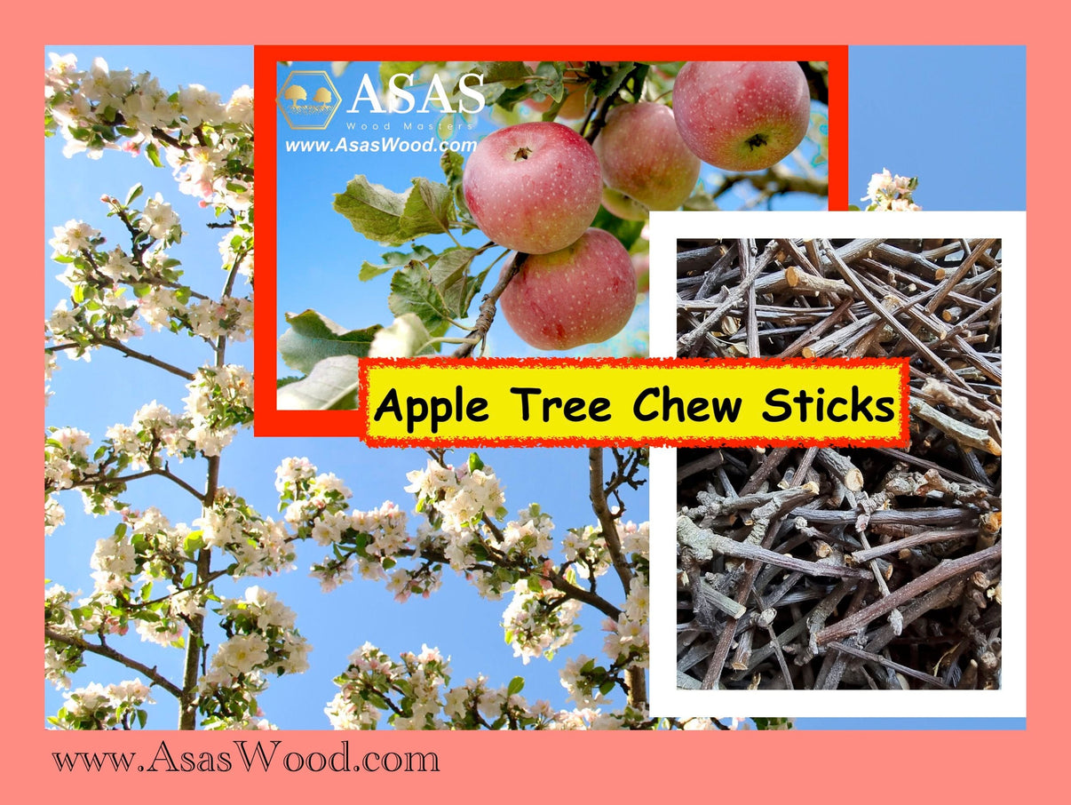 Apple Tree Chew Sticks ️ Rabbit Nibbler – AsasWood
